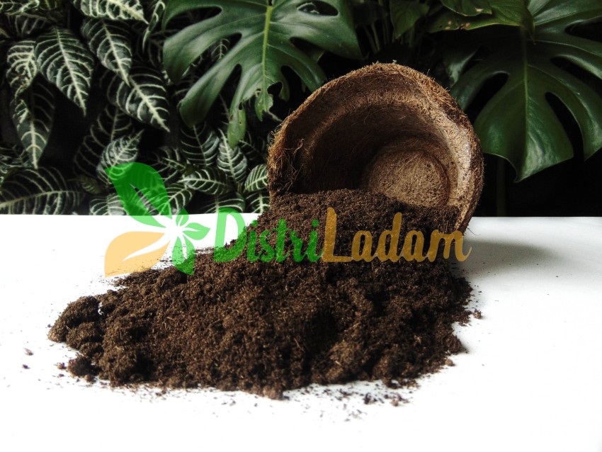 Turba Rubia – Distriladam